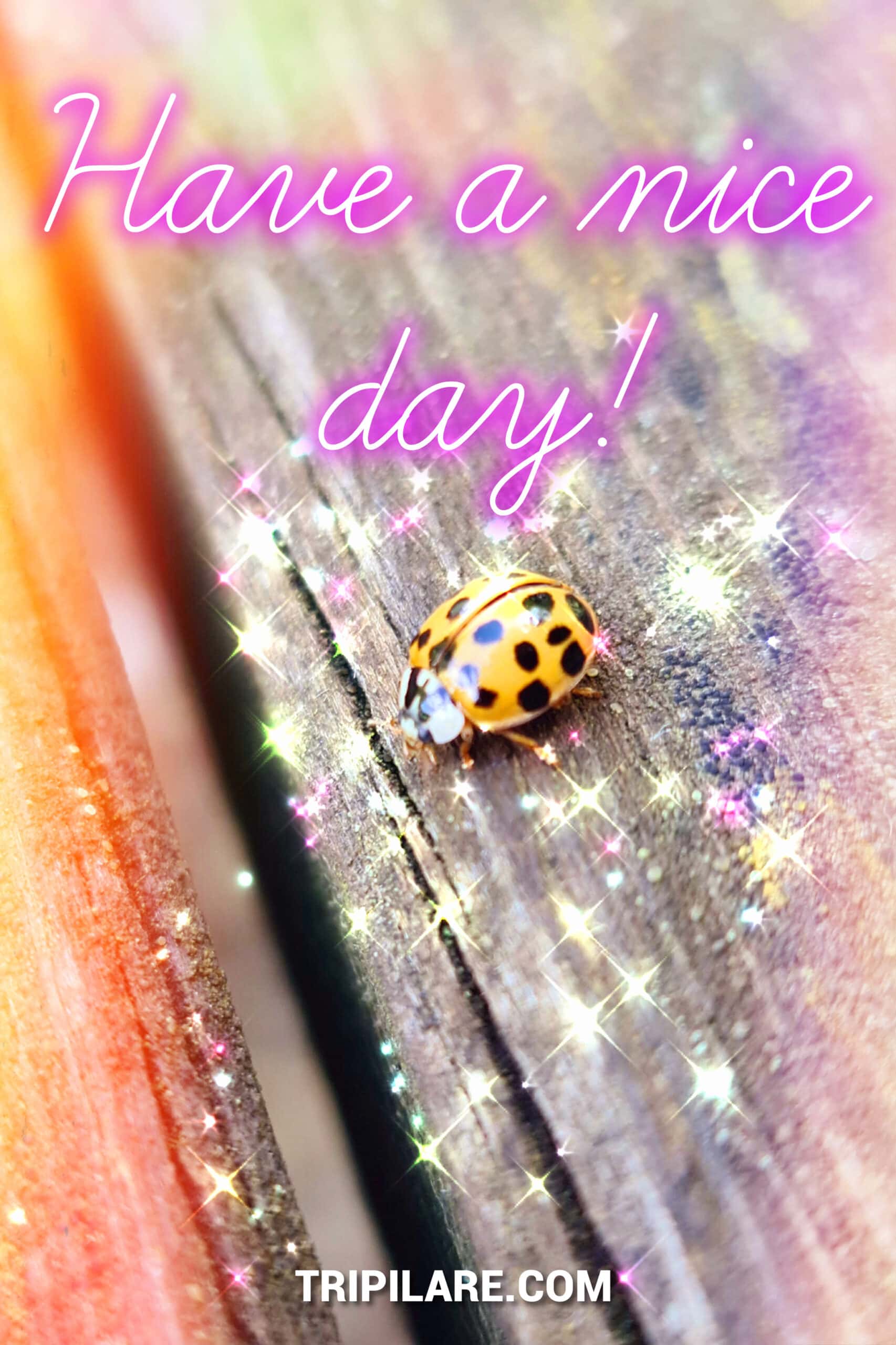 Enchanting Locations and Greetings: Best Wishes for a Good Day!