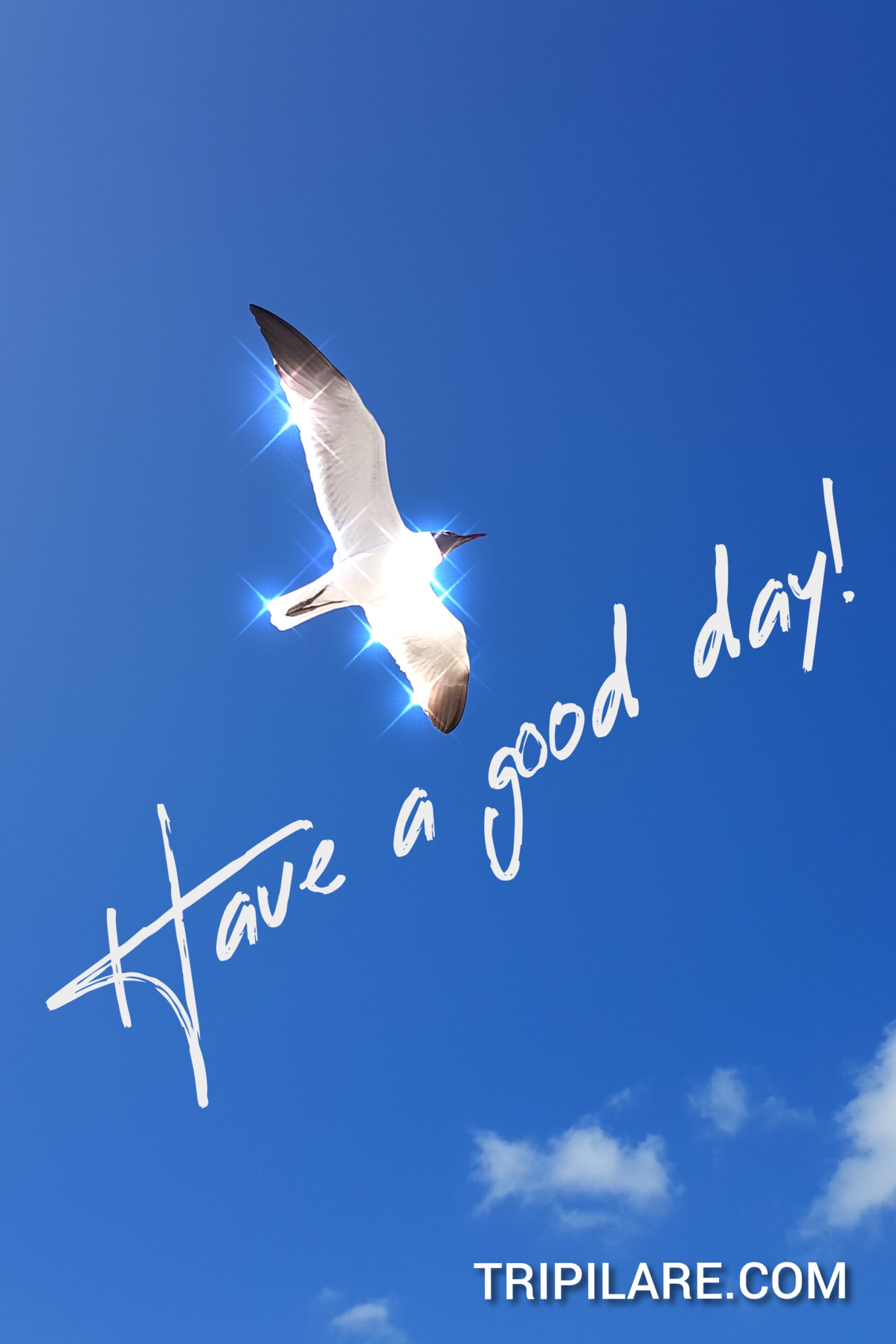 Have a good day have a nice day have a great day - Tripilare.com